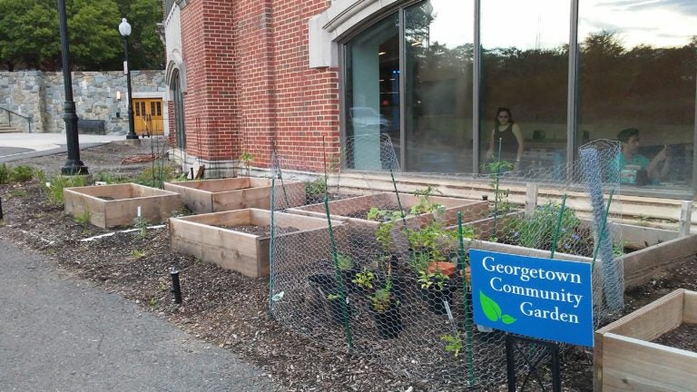 Campus Community Garden | Environmental Studies | Georgetown University